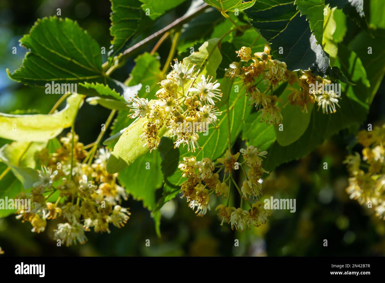 Linden tree flowers clusters tilia cordata, europea, small-leaved lime ...