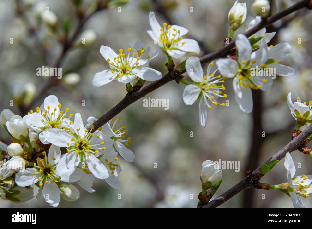 Blackthorn prunus spinosa sloe plant shrub white flower bloom blossom ...