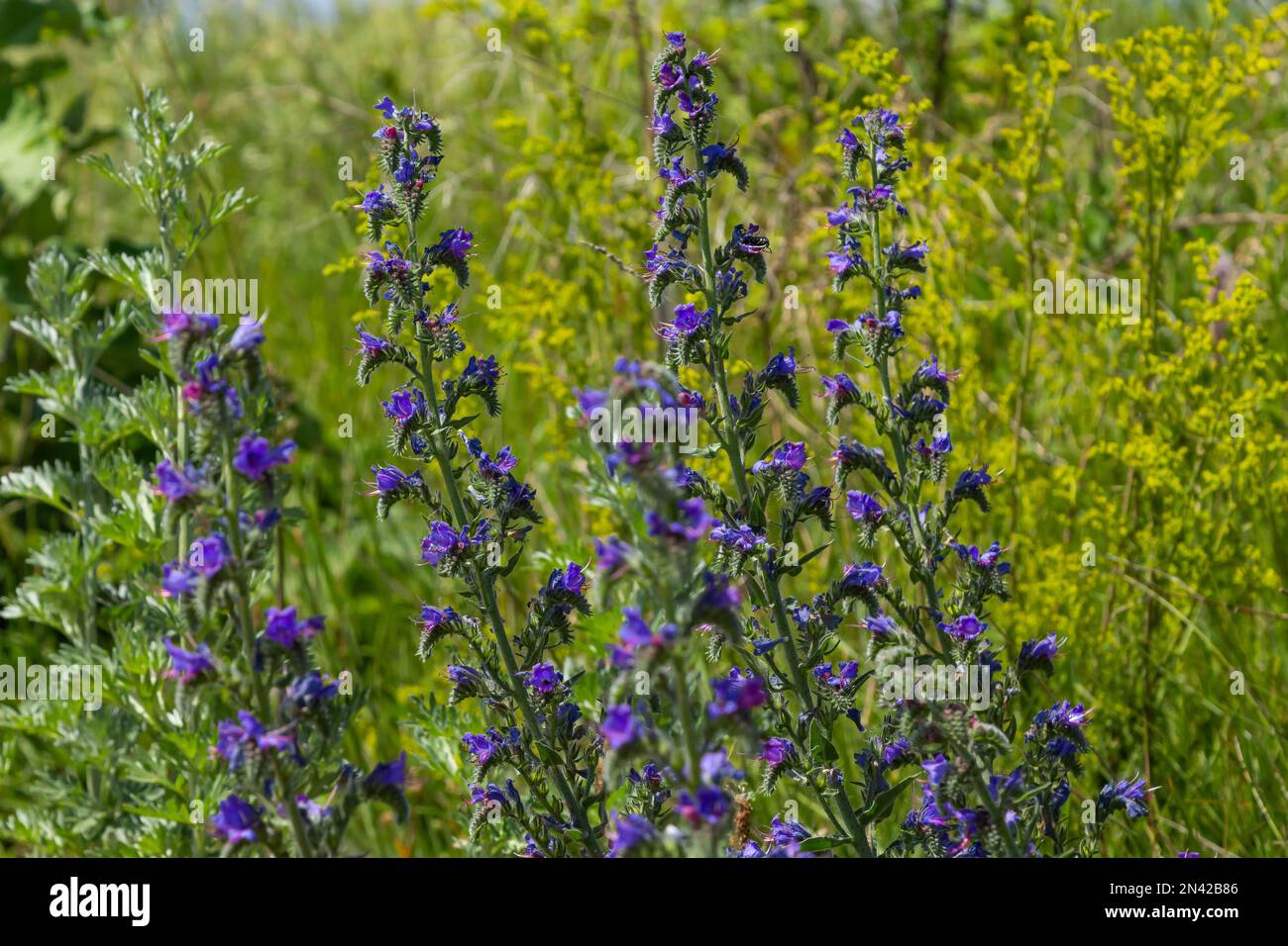 Blue melliferous flowers - Blueweed Echium vulgare. Viper's bugloss is ...