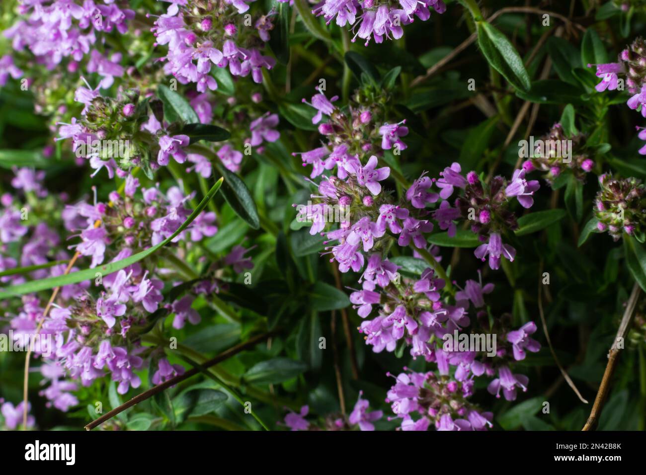 The macrophoto of herb Thymus serpyllum, Breckland thyme. Breckland ...