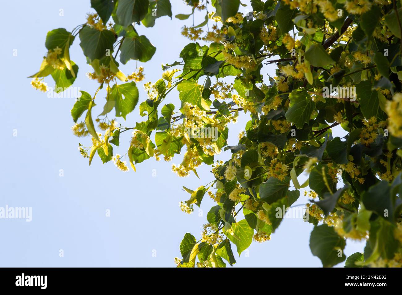 Linden tree flowers clusters tilia cordata, europea, small-leaved lime ...