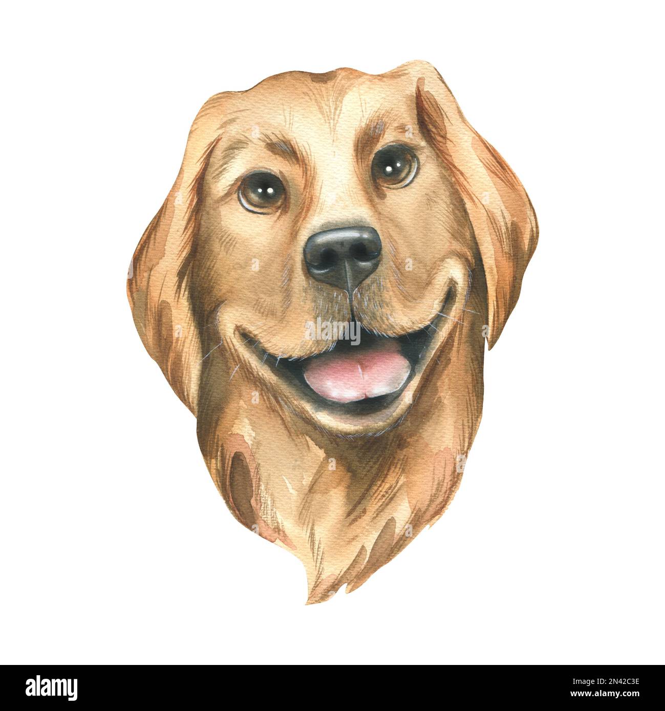 Portrait of a golden retriever dog. Watercolor illustration. An ...