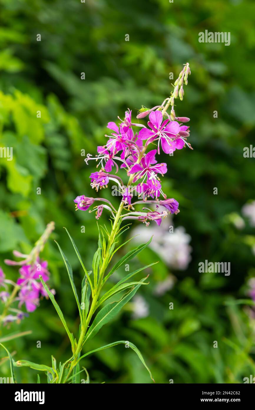 Ivan chai, Chamaenerion angustifolium, fireweed, great willowherb, rosebay willowherb, perennial ...