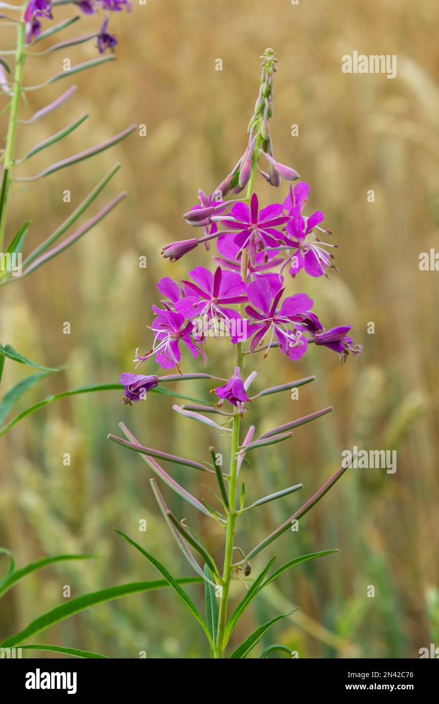 Ivan chai, Chamaenerion angustifolium, fireweed, great willowherb, rosebay willowherb, perennial ...