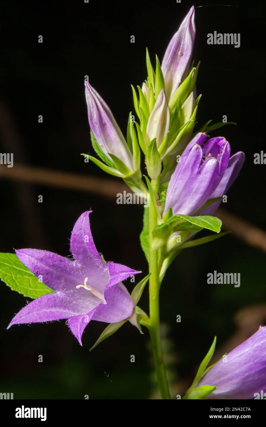 Close-up of flowering nettle-leaved bellflower on dark blurry natural ...