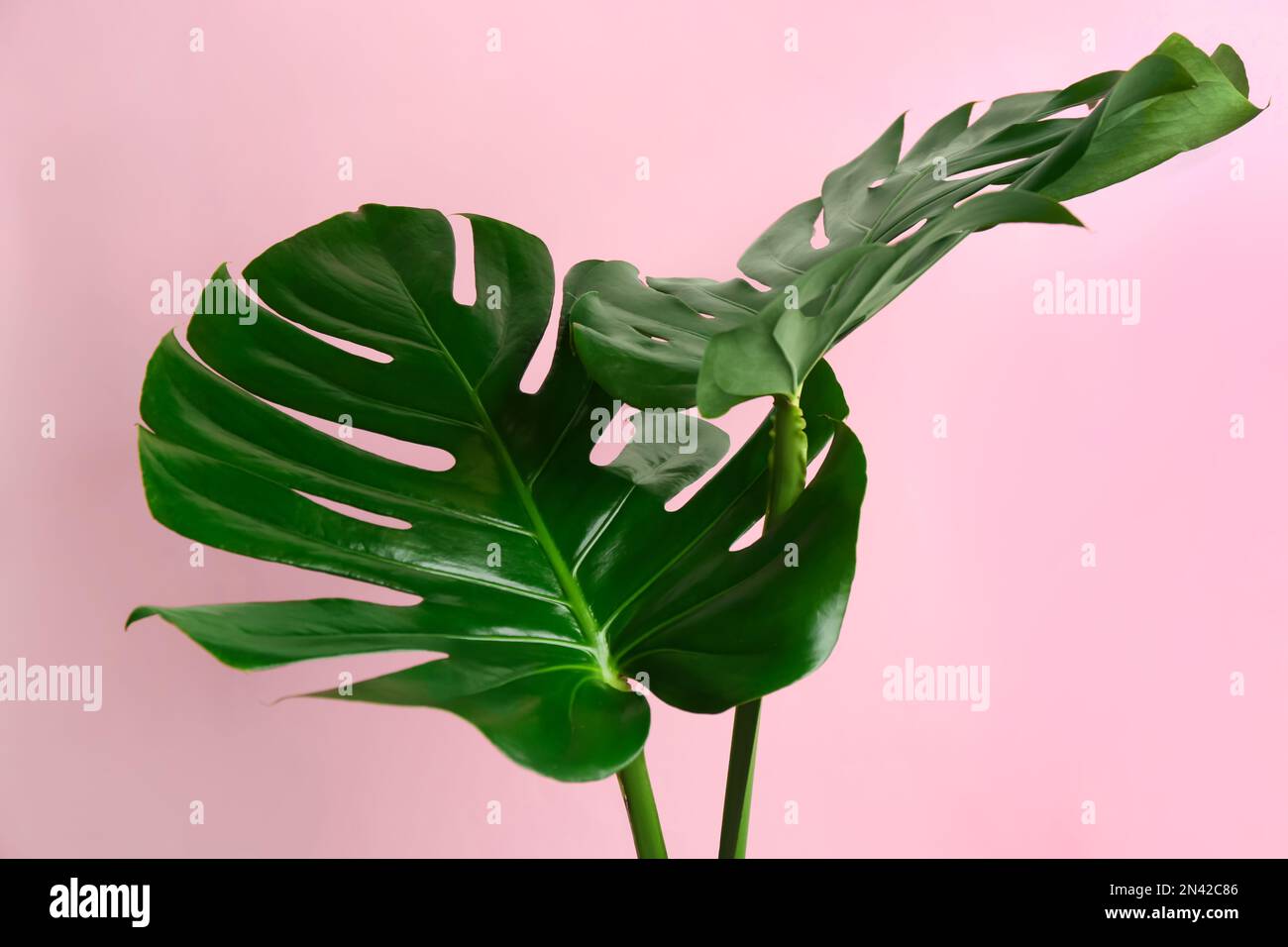 Beautiful monstera leaves on pink background. Tropical plant Stock ...