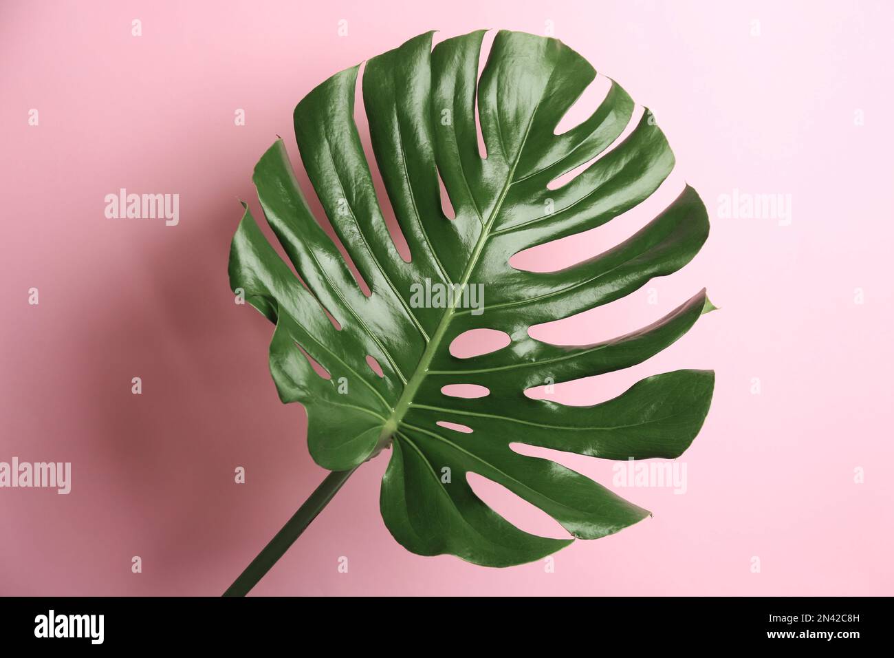 Beautiful monstera leaf on pink background. Tropical plant Stock Photo ...