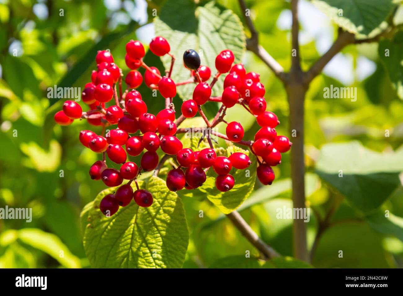 The fruit Viburnum lantana. Is an green at first, turning red, then ...