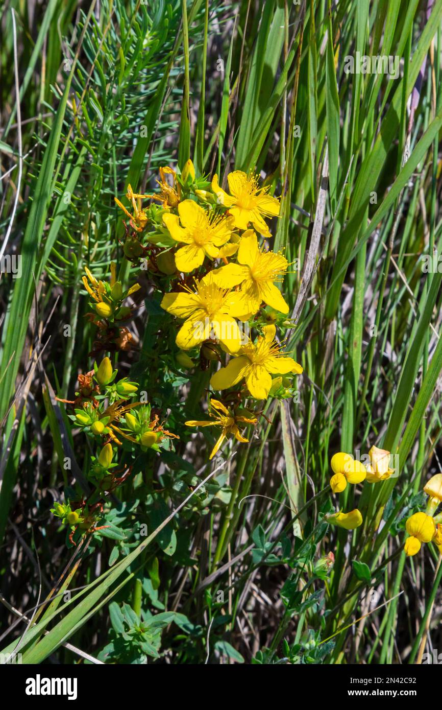 A close up of the blooming medicinal herb hypericum Hypericum ...