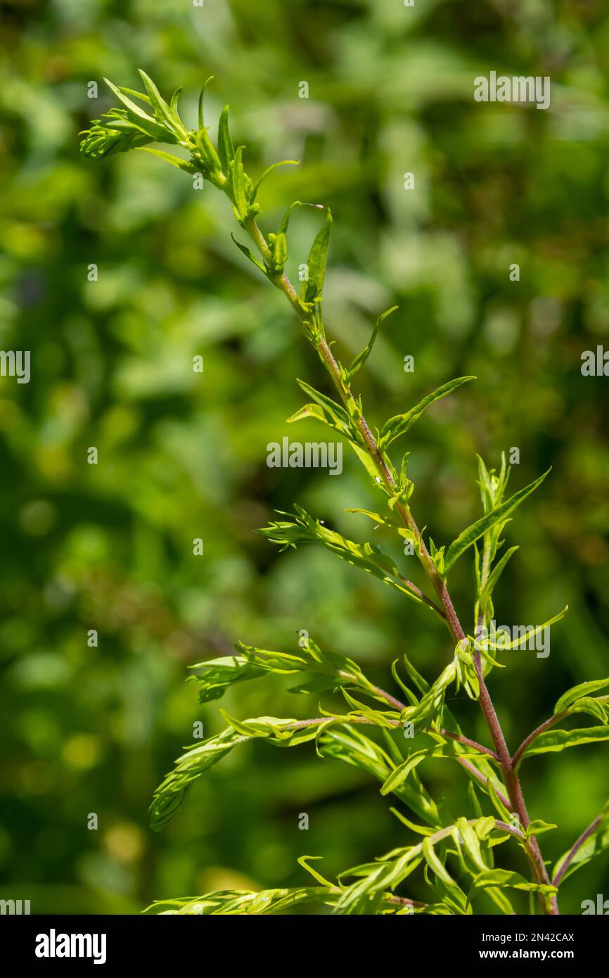 Solidago canadensis, known as Canada goldenrod or Canadian goldenrod ...