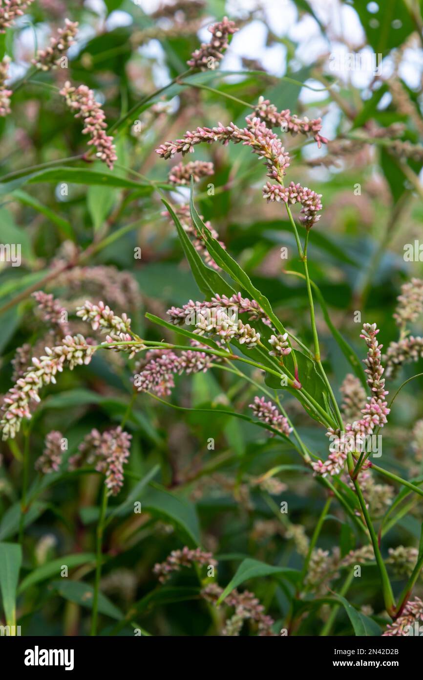 Persicaria longiseta is a species of flowering plant in the knotweed ...