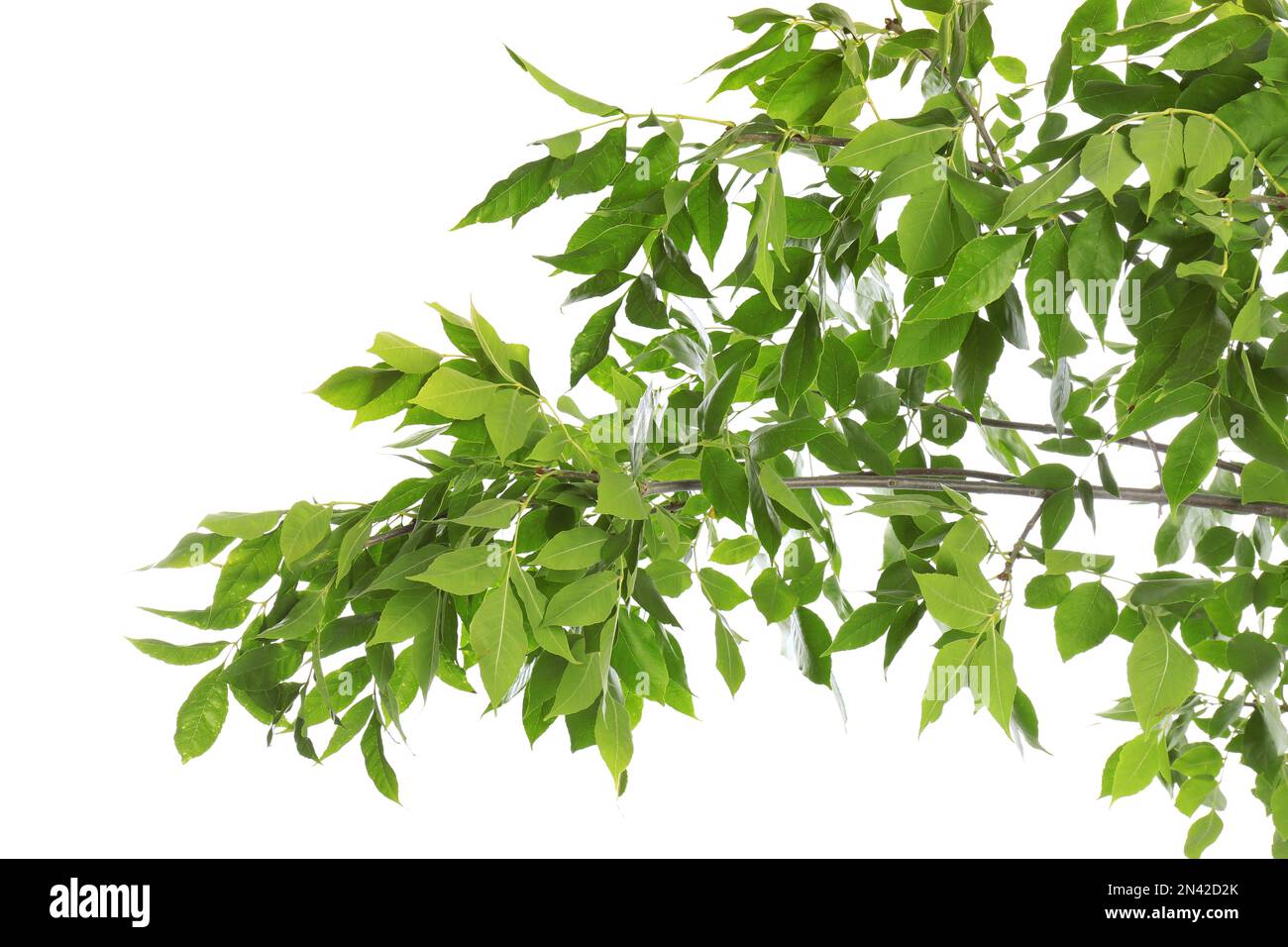 Beautiful tree branches with green leaves on white background Stock ...
