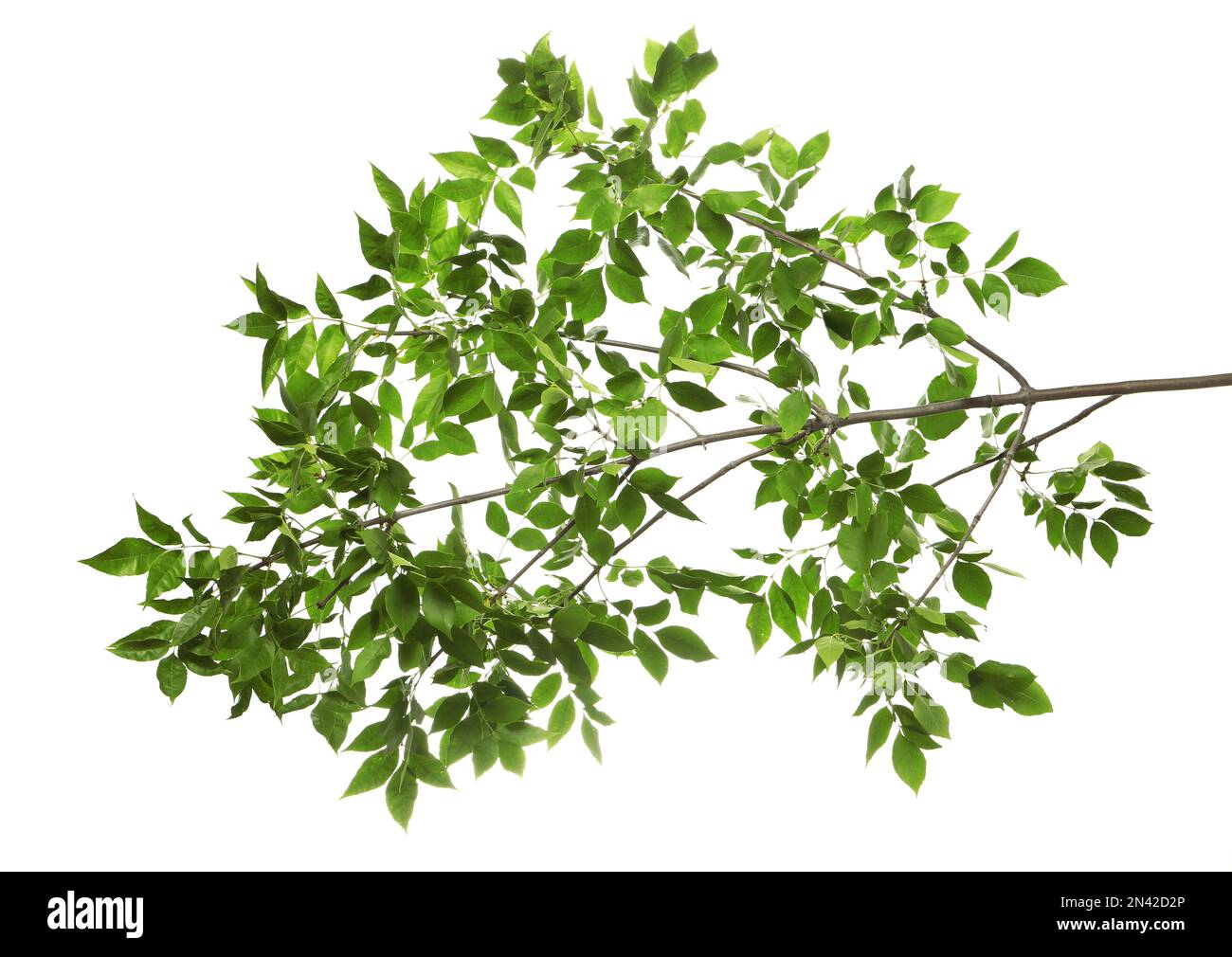 Beautiful tree branches with green leaves on white background Stock ...