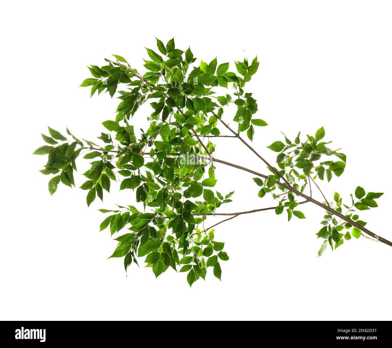 Beautiful tree branches with green leaves on white background Stock ...