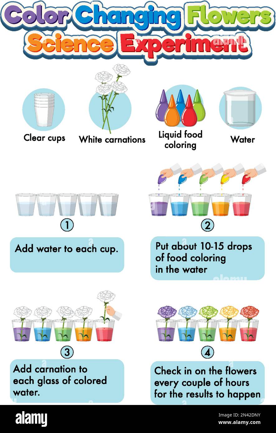 Color changing flowers science experiment illustration Stock Vector ...