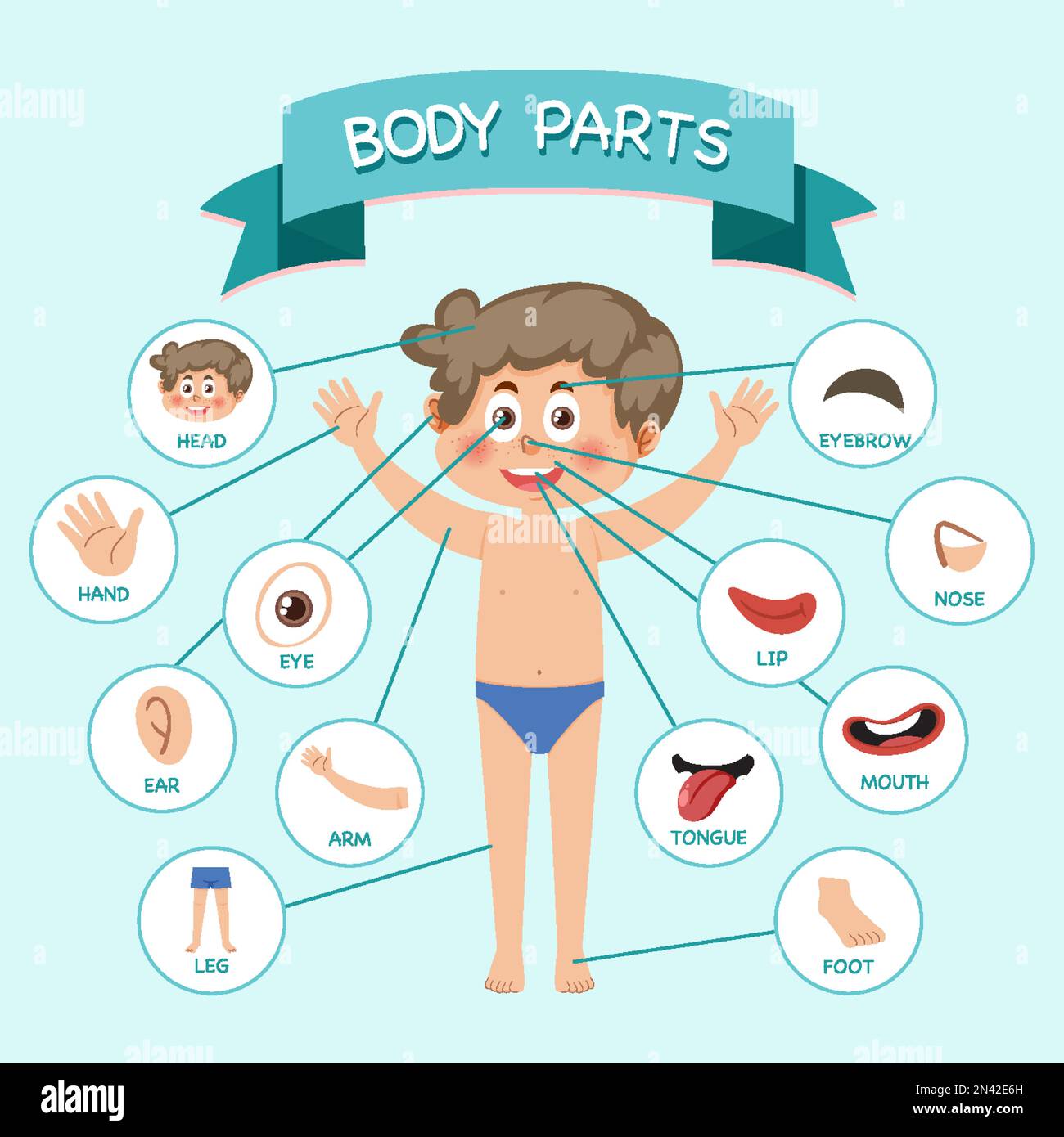 Body parts with vocabulary illustration Stock Vector Image & Art - Alamy