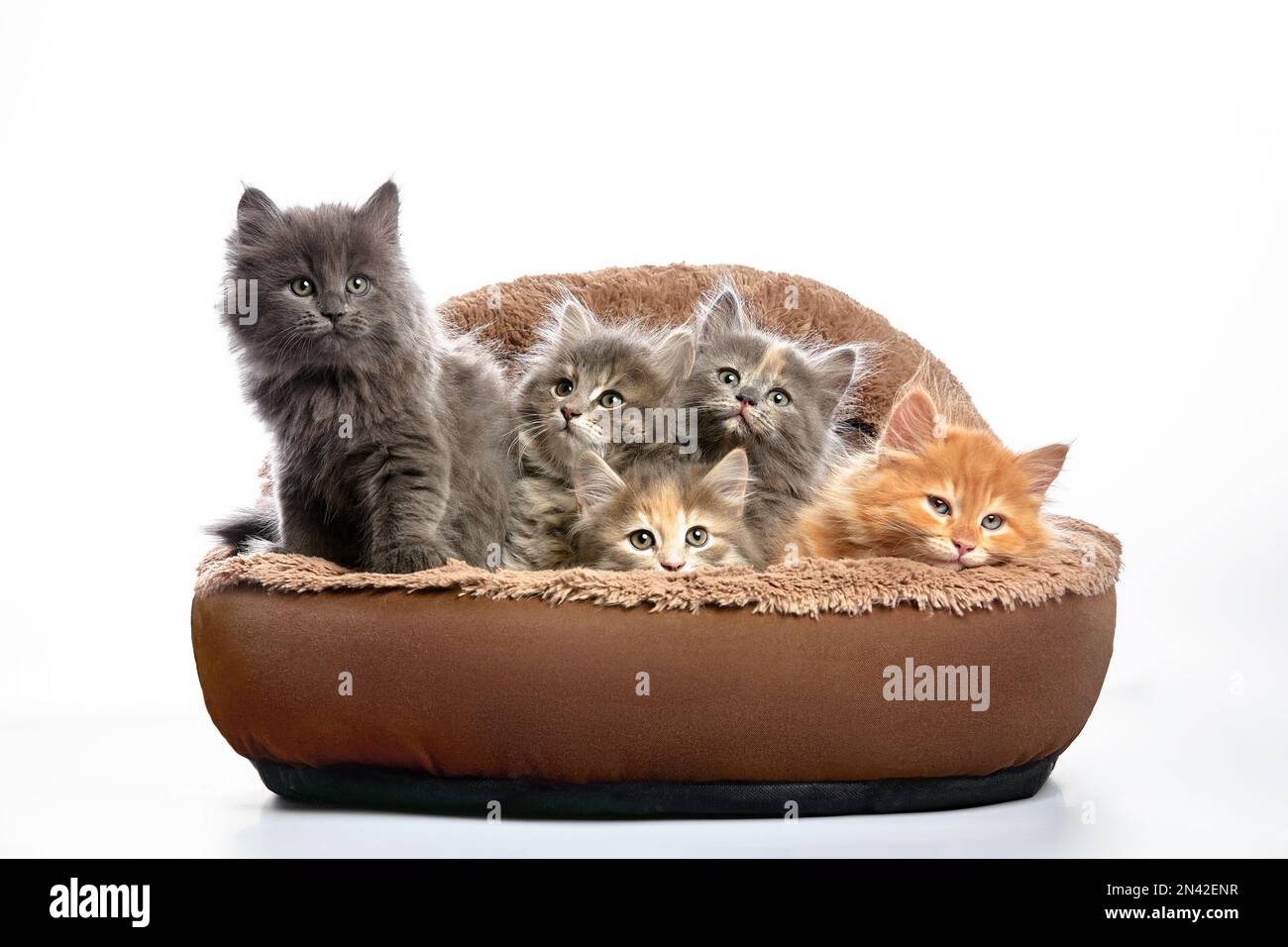 group of five different colored kittens together resting inside of ...
