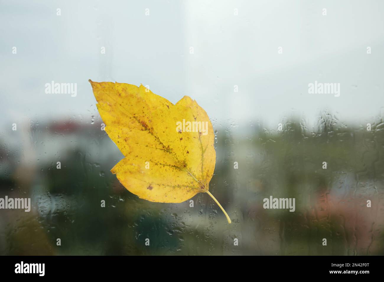Autumn leaf stuck to window glass on rainy day, space for text Stock ...