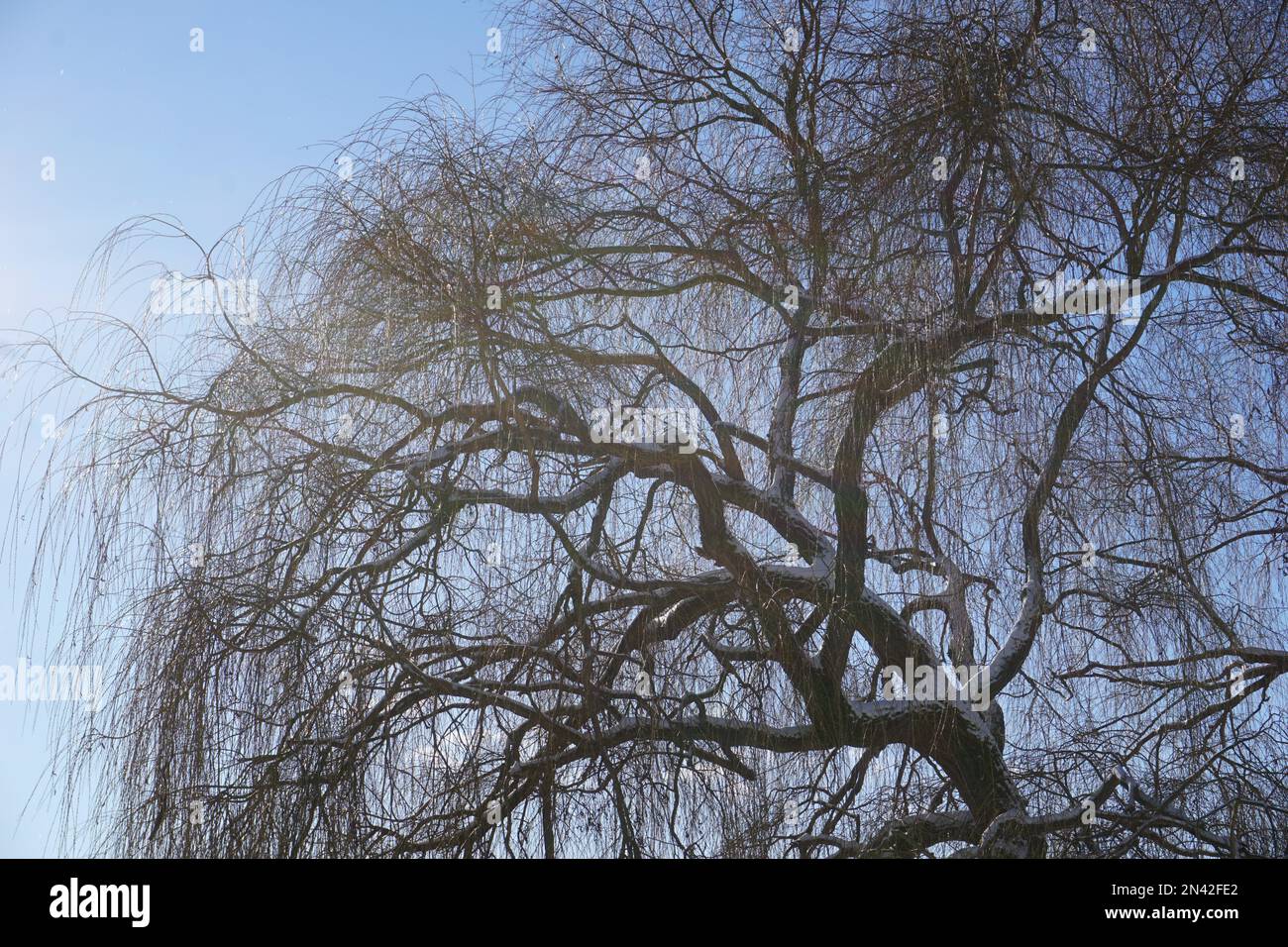 Tree branch with leaves covered with snow in winter Stock Photo - Alamy