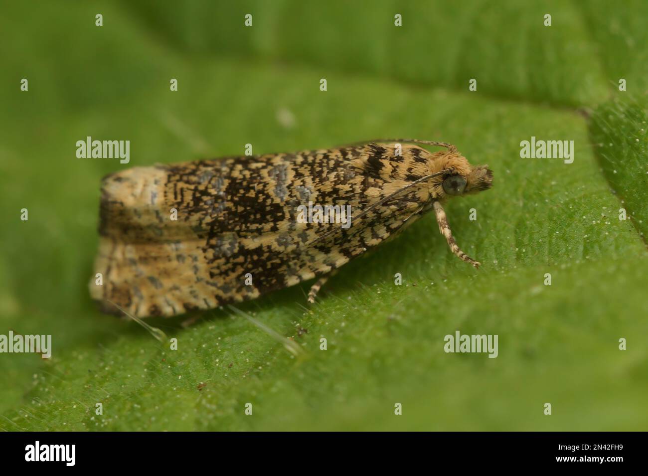 Natural macro closeup on the small Common marble trotrix moth, Celypha ...
