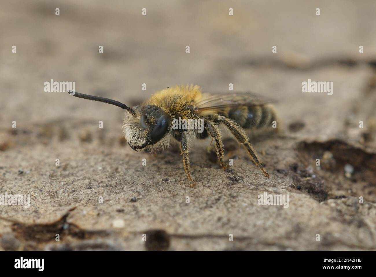 Detailed and colorful closup on a furry male of the oligolectic Heather ...