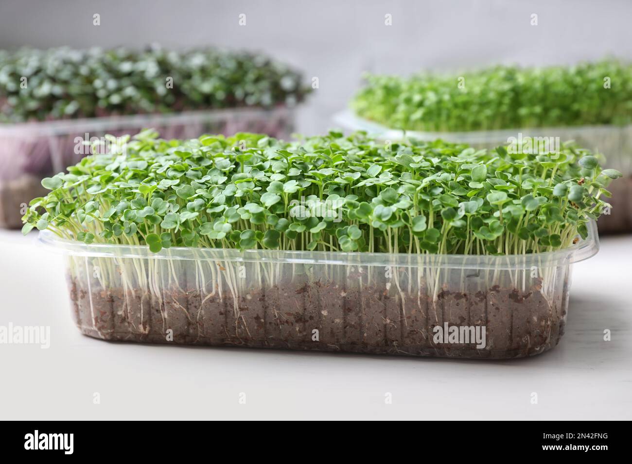 Fresh organic microgreens in plastic containers on white table Stock Photo - Alamy