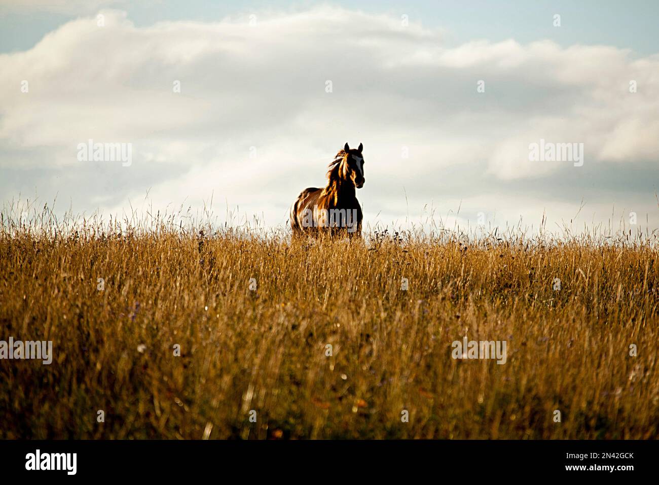 The scenic view of a Mustang in the field under the golden sunlight ...