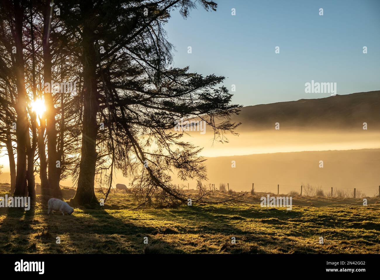 Beautiful trees in the fog in County Donegal - Ireland Stock Photo - Alamy