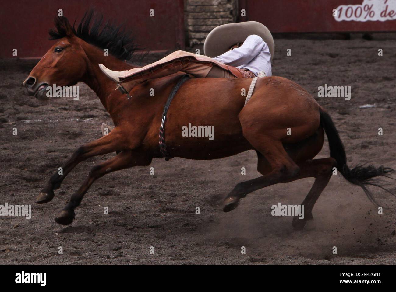 A Charro, as Mexican cowboys are known, rides a wild horse during a ...
