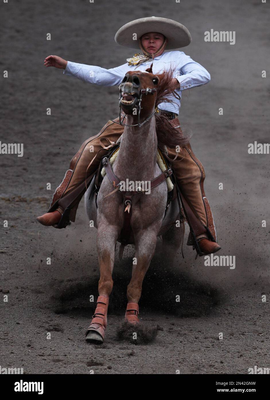 A Charro, as Mexican cowboys are known, performs a "Cala de Caballo ...