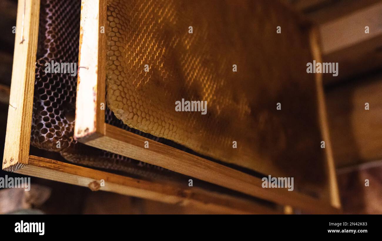 Bee frames with sealed combs and honey hang in the shed. Breeding bees ...