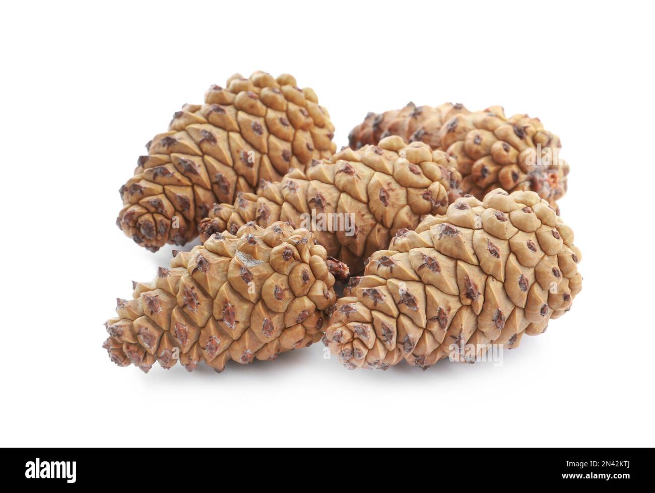 Fresh young conifer cones on white background Stock Photo - Alamy