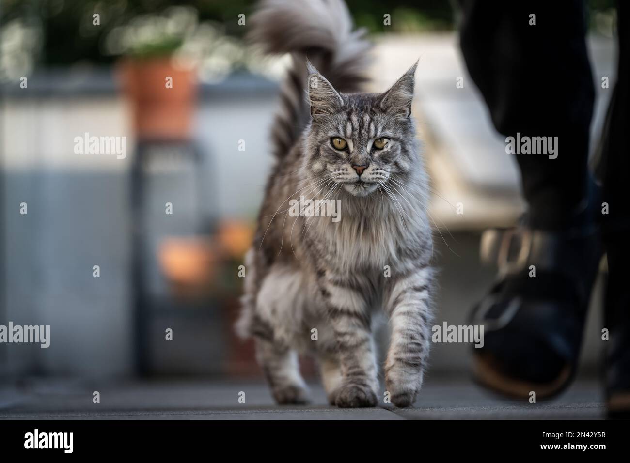 An adorable Maine Coon cat walking in the street Stock Photo - Alamy