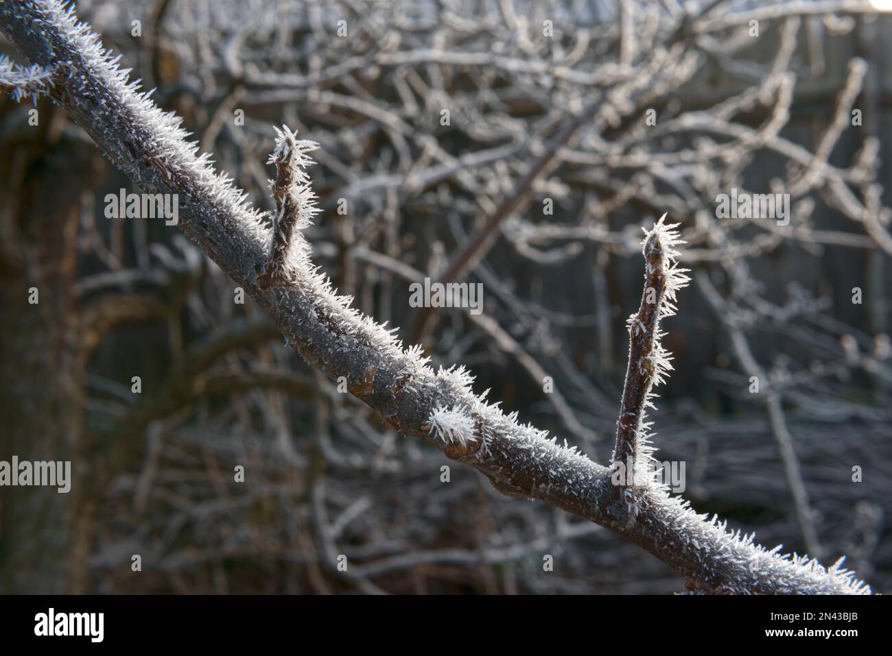 Closeup tree twigs covered with heavy frost of feather-like and needle ...