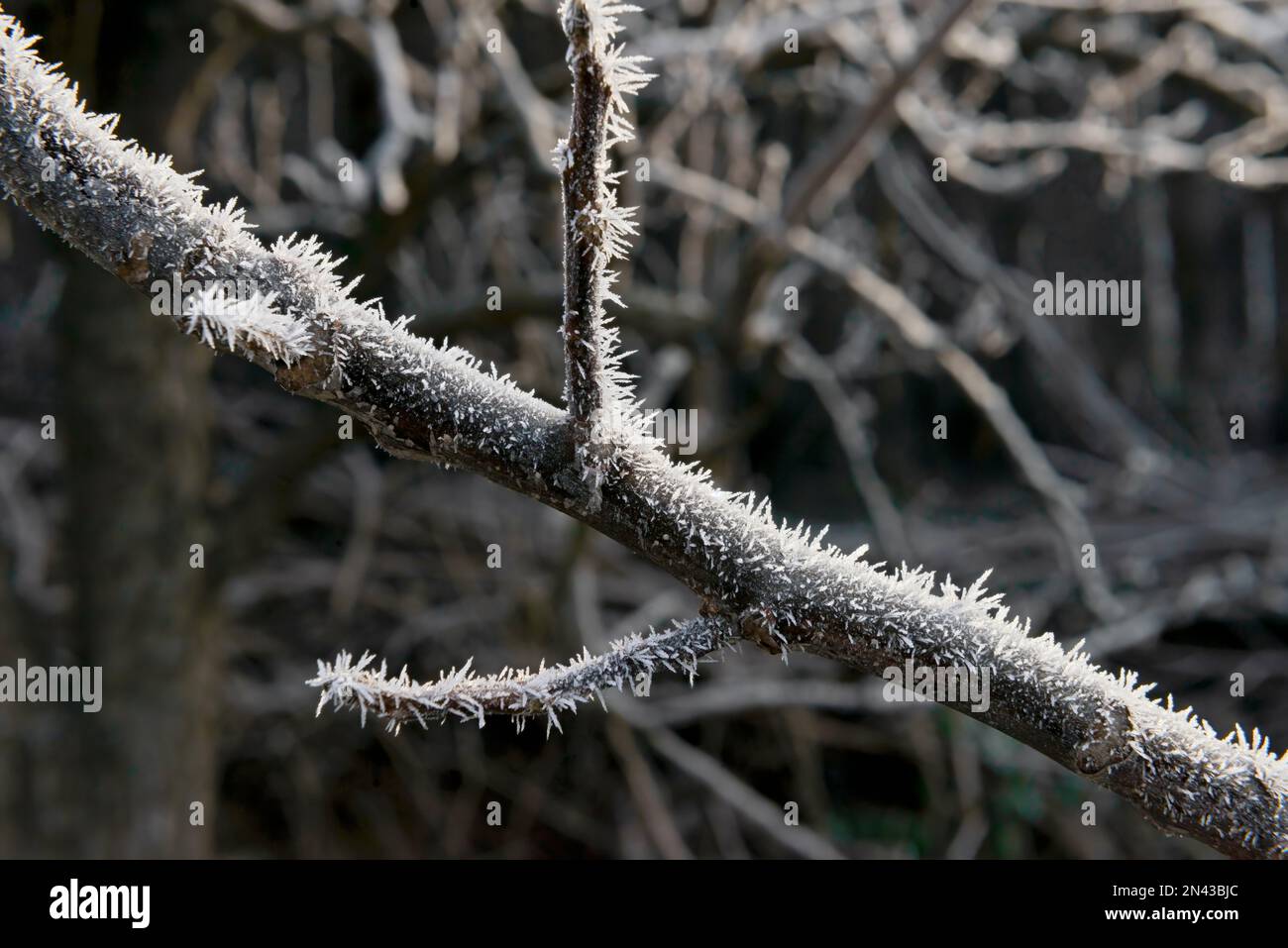 Closeup tree twigs covered with heavy frost of feather-like and needle ...