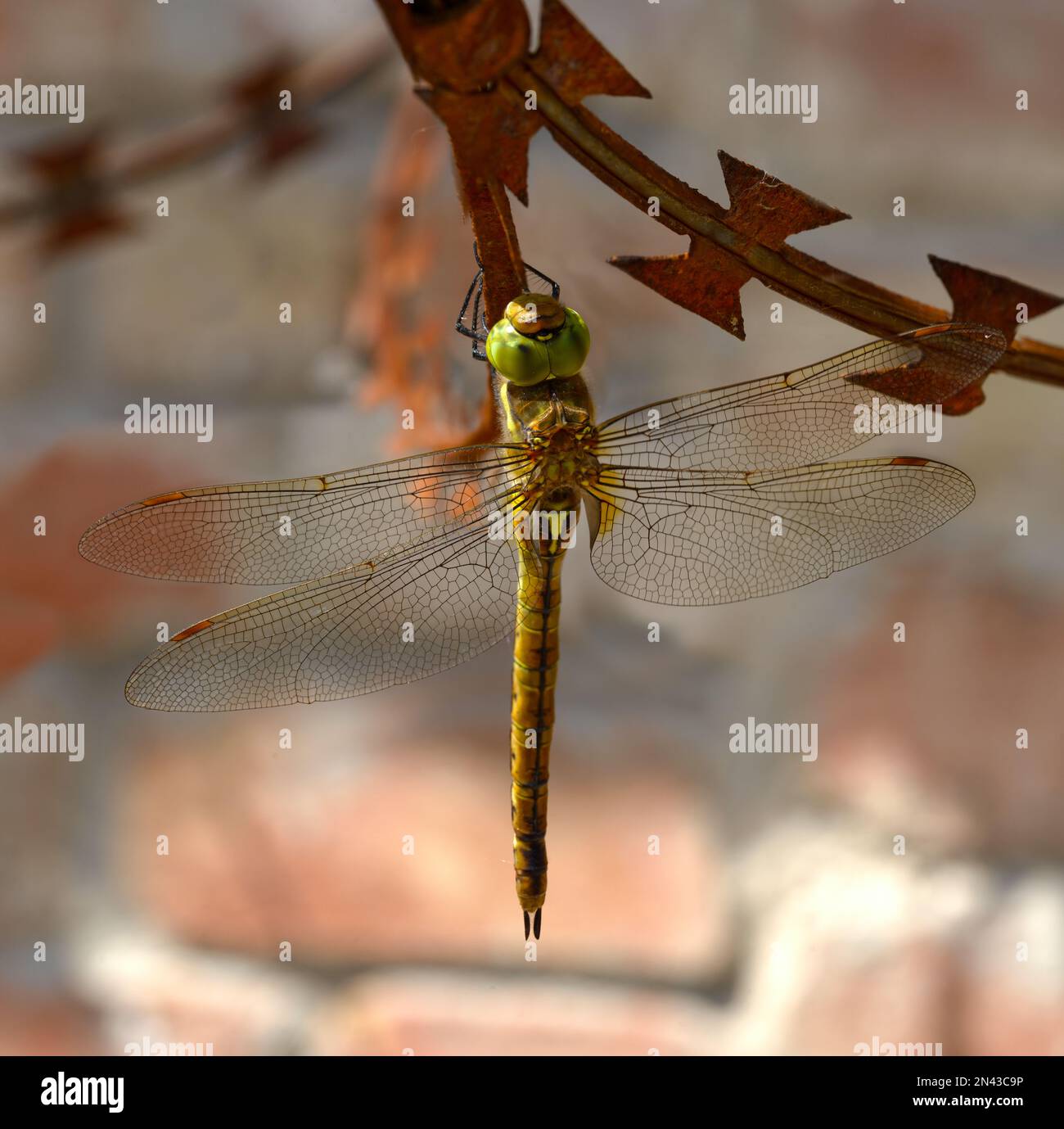 Closeup of dragonfly Anisoptera that is sitting on rusty razor wire on ...