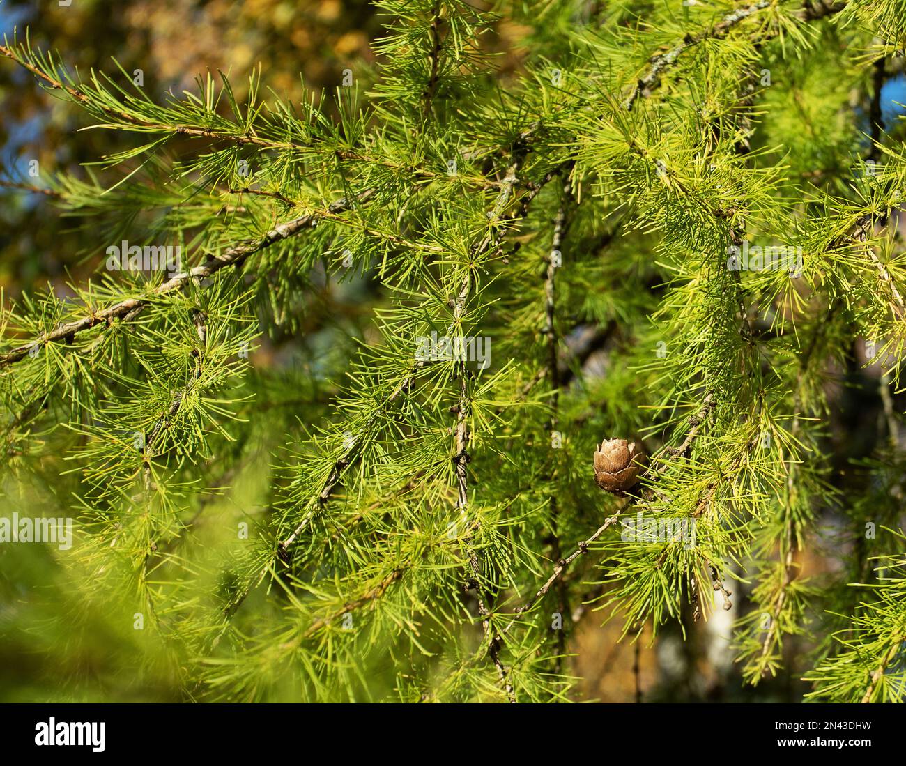 Branches of larch with autumn needles and a cone on the front plan ...