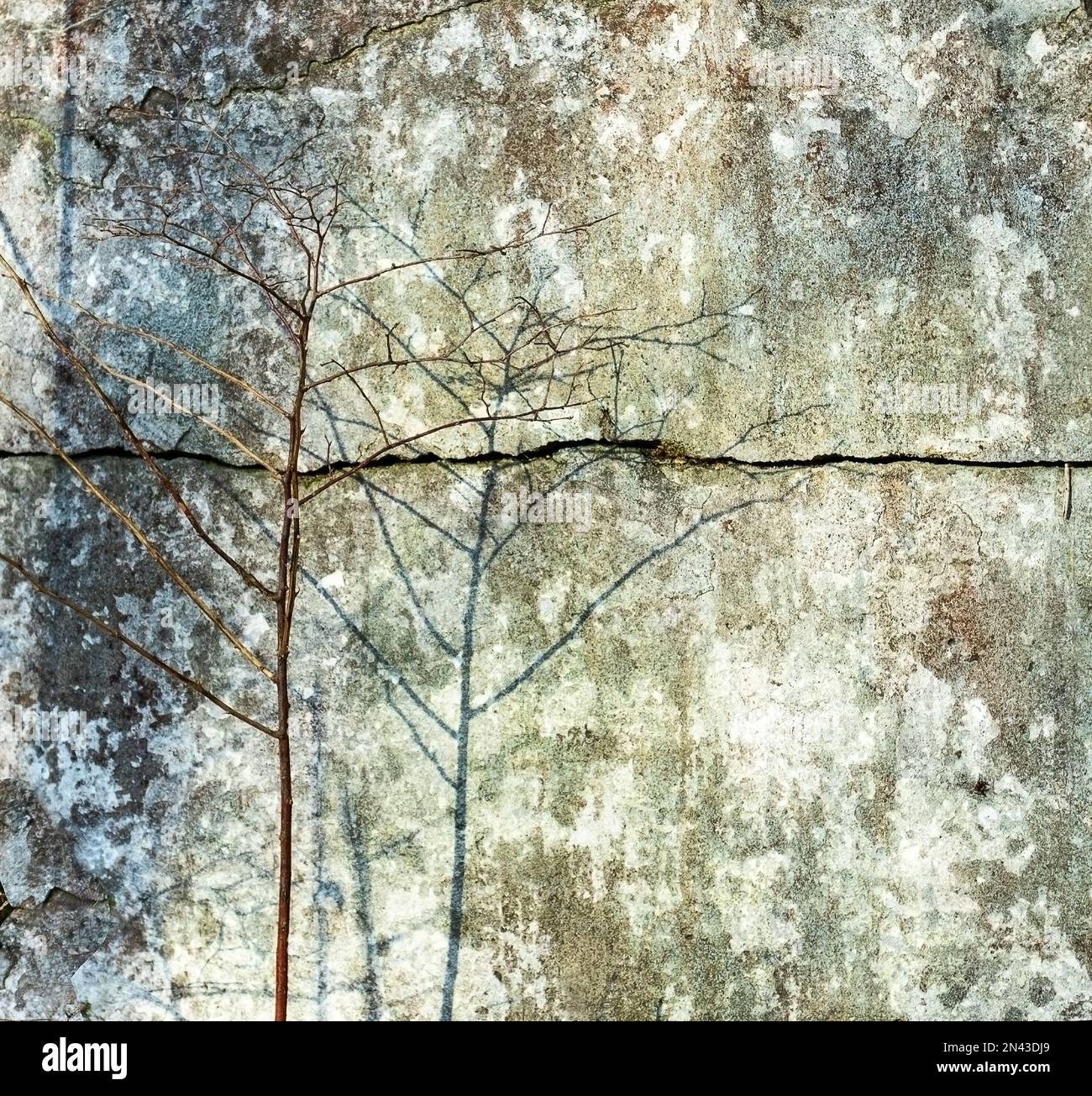 Background from an old stone weathered wall with a shadow from a thin ...