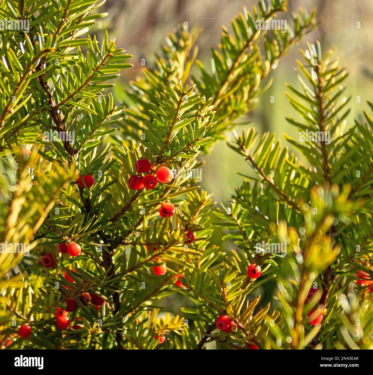 Yew symbol hi-res stock photography and images - Alamy