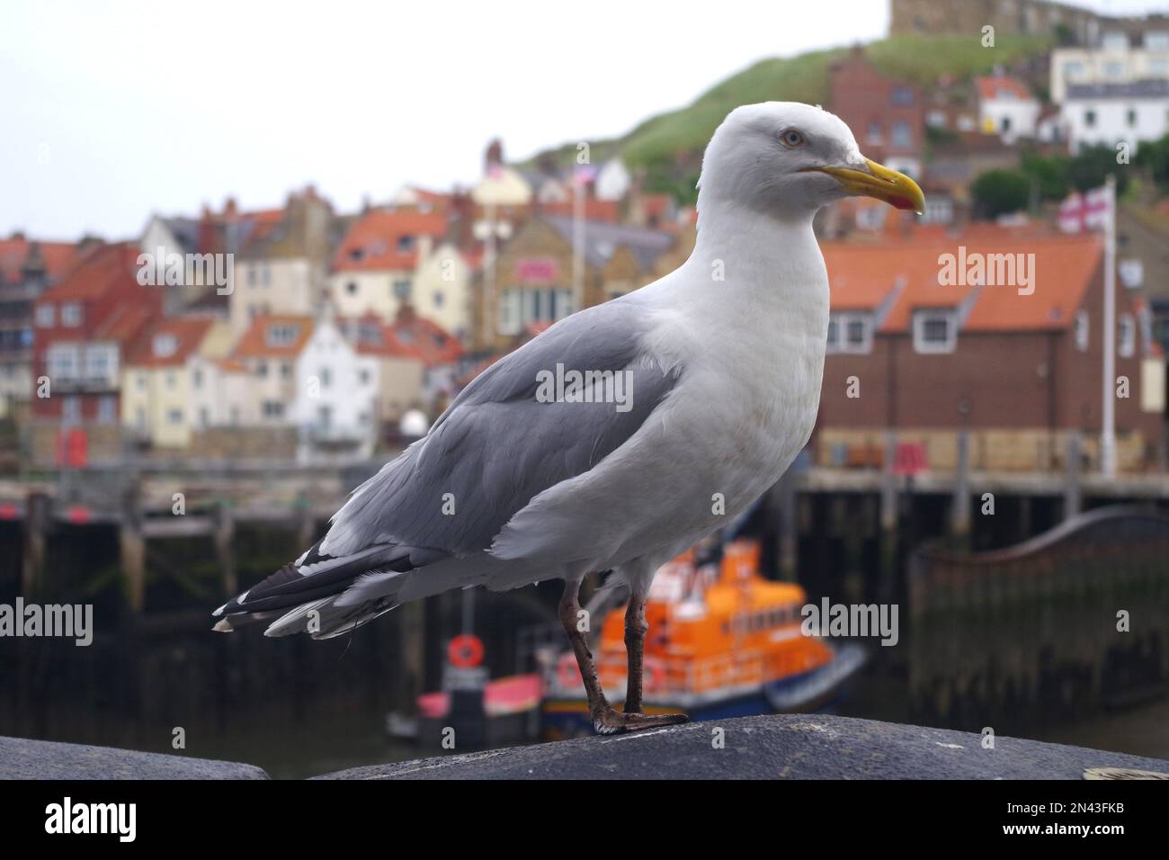 Cara animales hi-res stock photography and images - Alamy