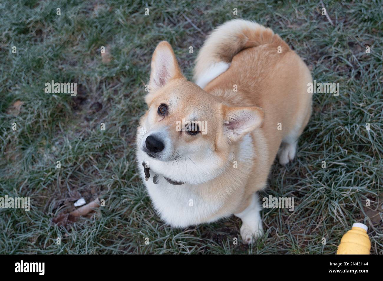 Windsor, Berkshire, UK. 8th February, 2023. A corgi out having a run in ...