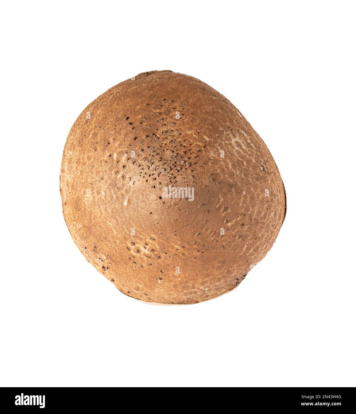 Mushroom on forest floor Cut Out Stock Images & Pictures - Alamy