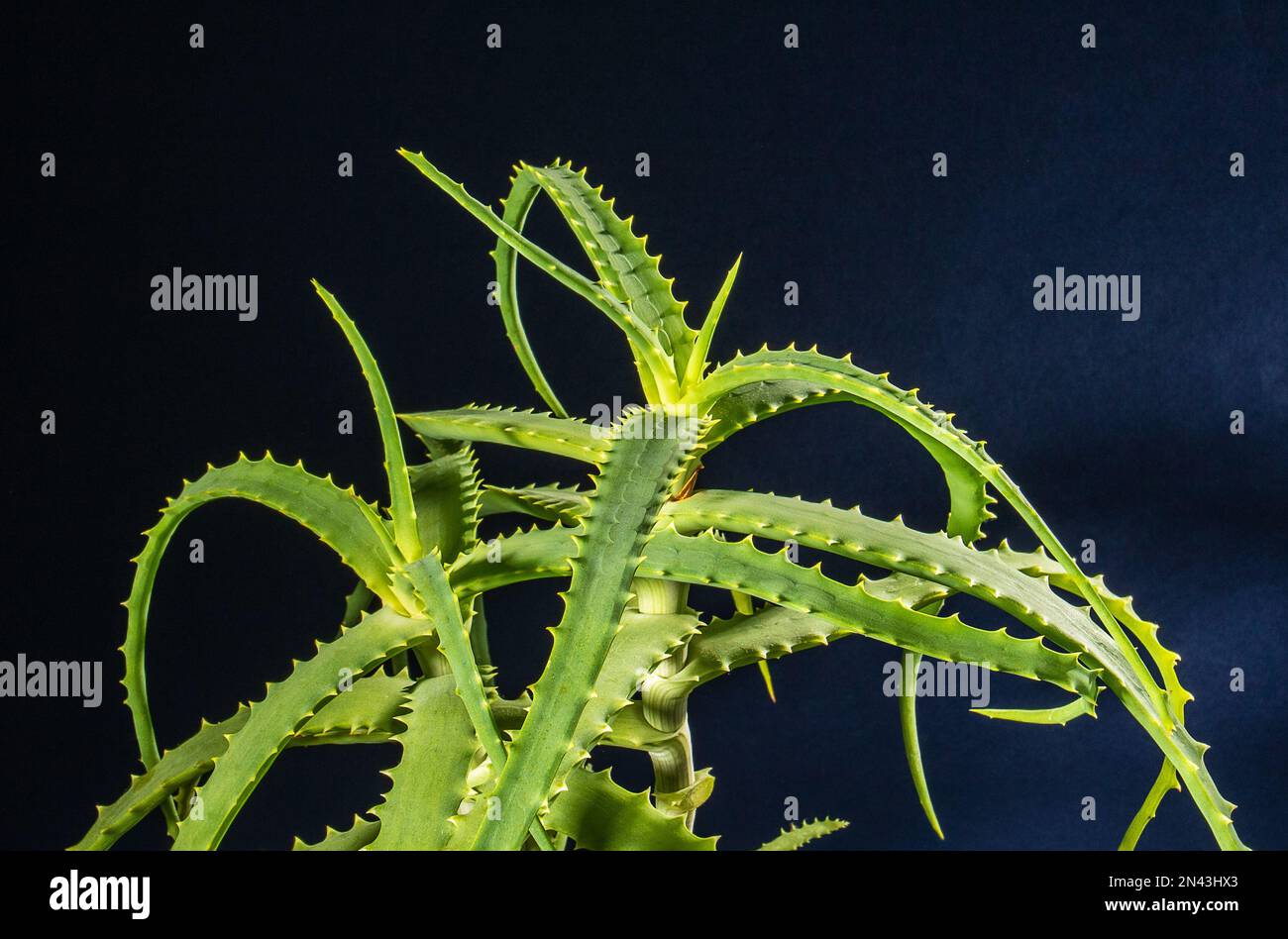 The aloe bush glows in the backlight against a dark background, front ...