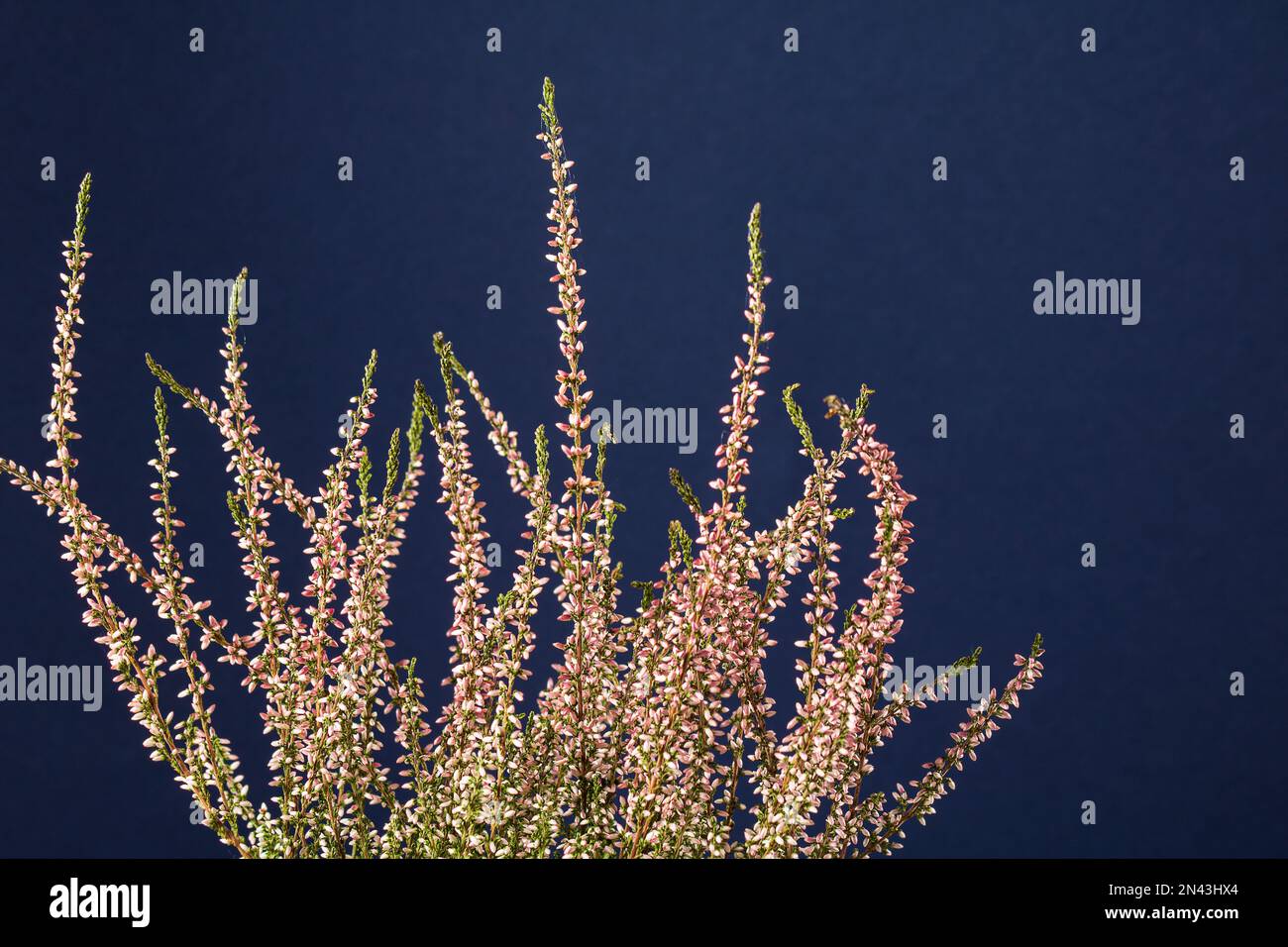 Blue heather hi-res stock photography and images - Alamy