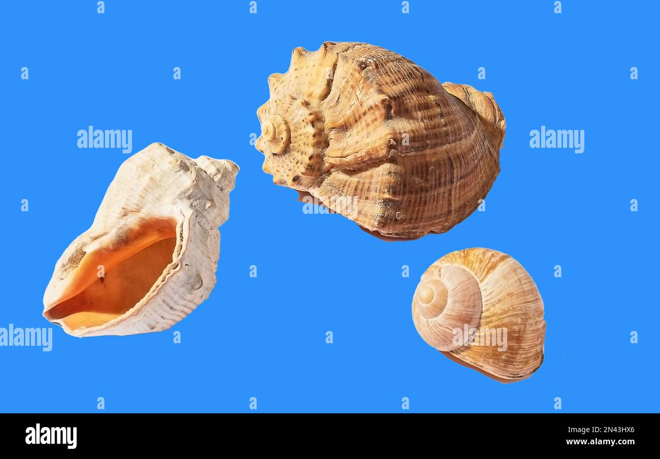 Three shells of sea molluscs isolate on a blue background Stock Photo ...