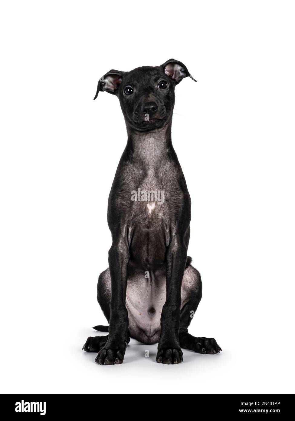 Cute male Italian Greyhound aka Italian Sighthound pup, sitting up ...