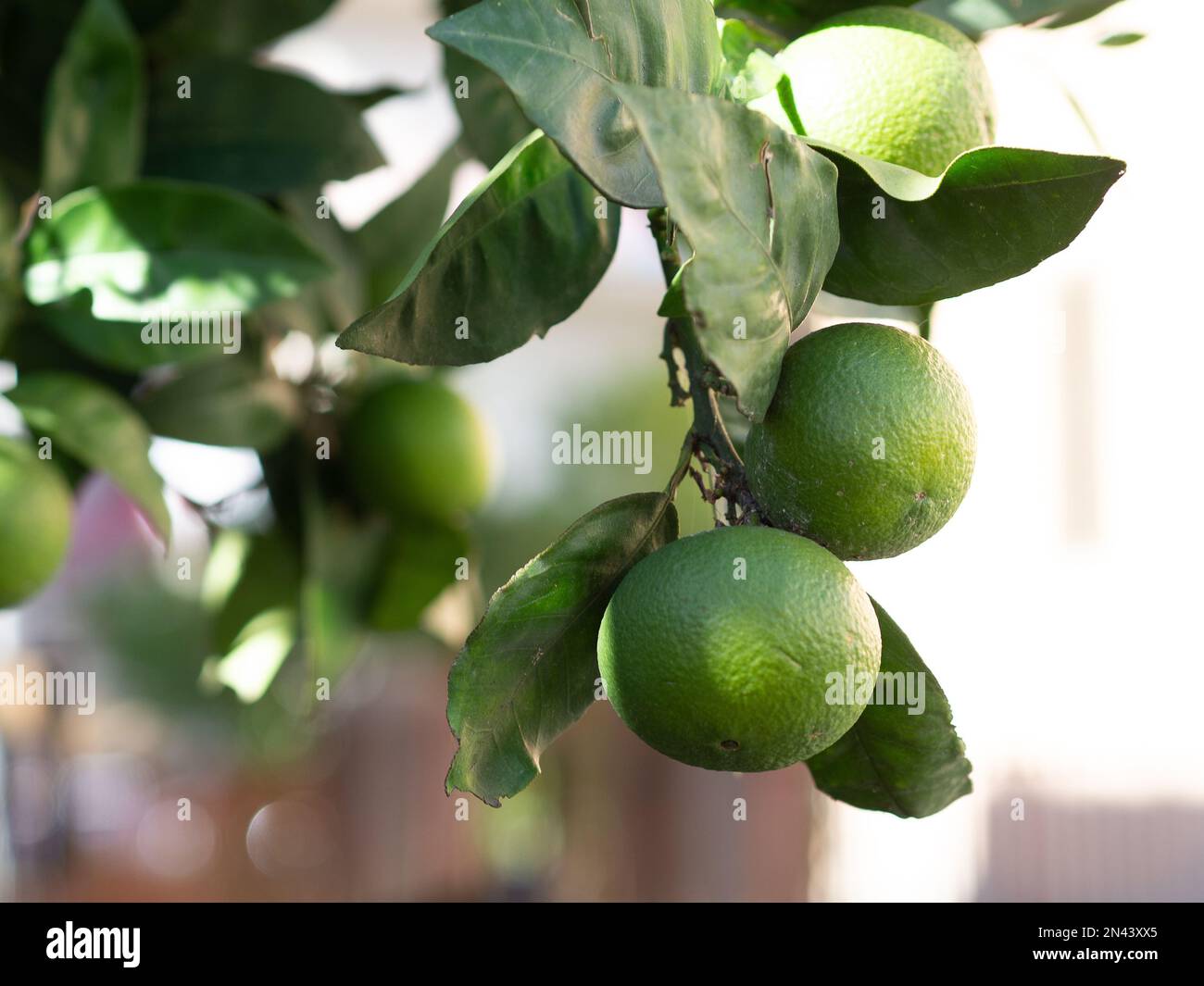 different green fruits of citrus hanging on a branch Stock Photo - Alamy