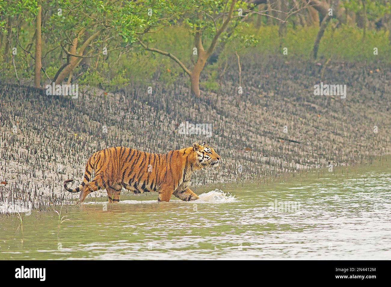 Tiger face close up angry hi-res stock photography and images - Alamy