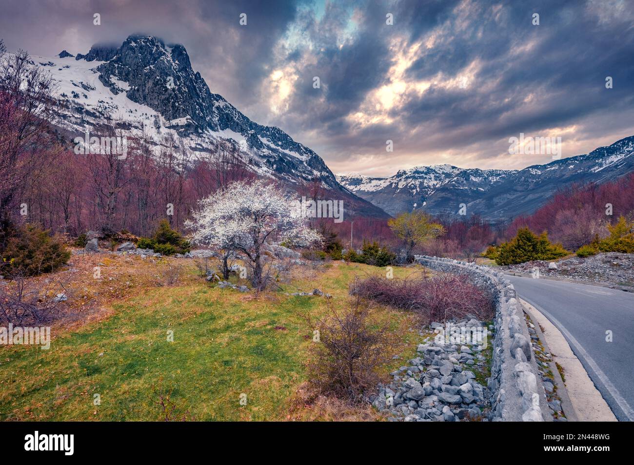 National flower of albania hi-res stock photography and images - Alamy