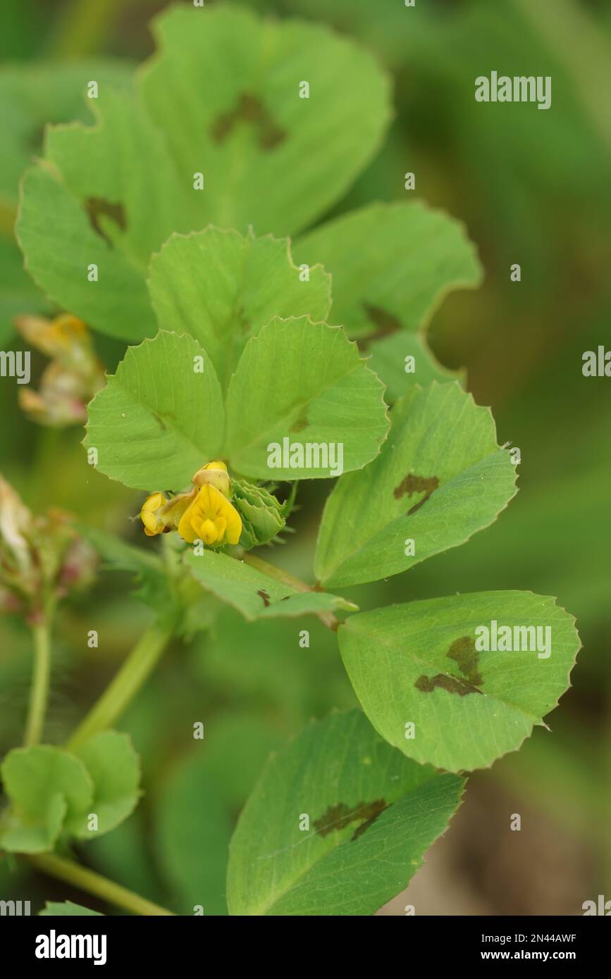 Natural vertical closeup on a flowering spotted burclover, Medicago ...